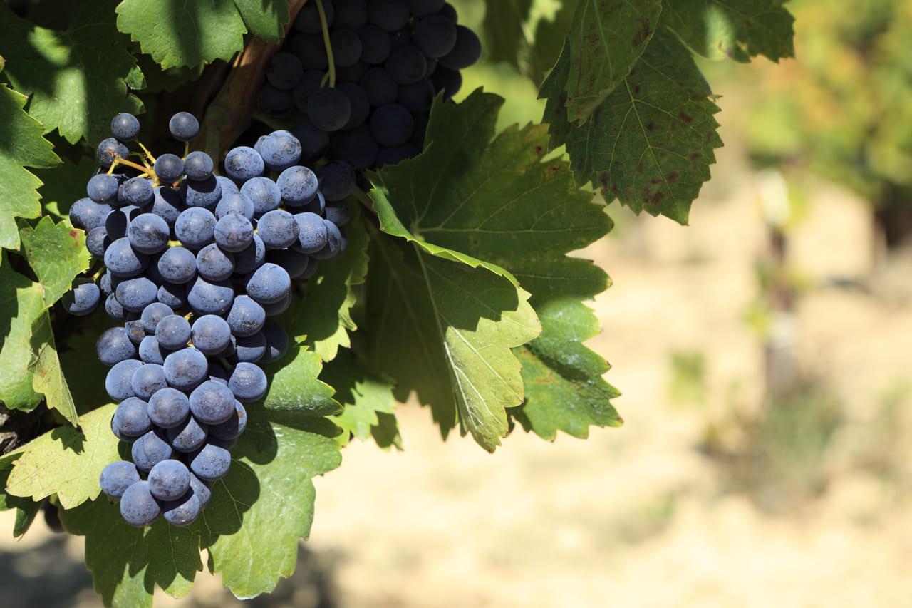 Visiter des vignobles : nos conseils